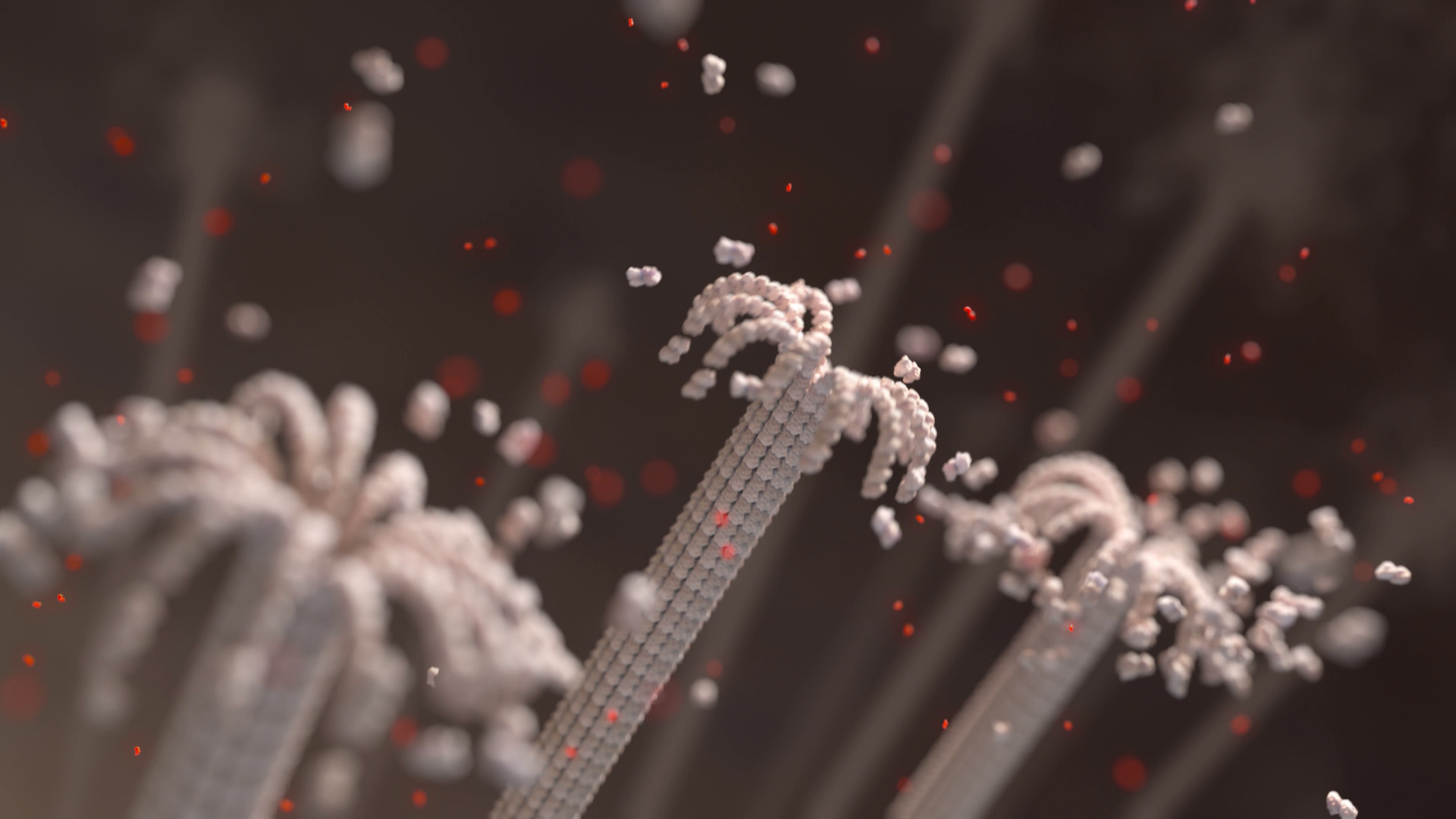 Medical Animation: Immuno-Oncology ADC MOA | AXS Studio