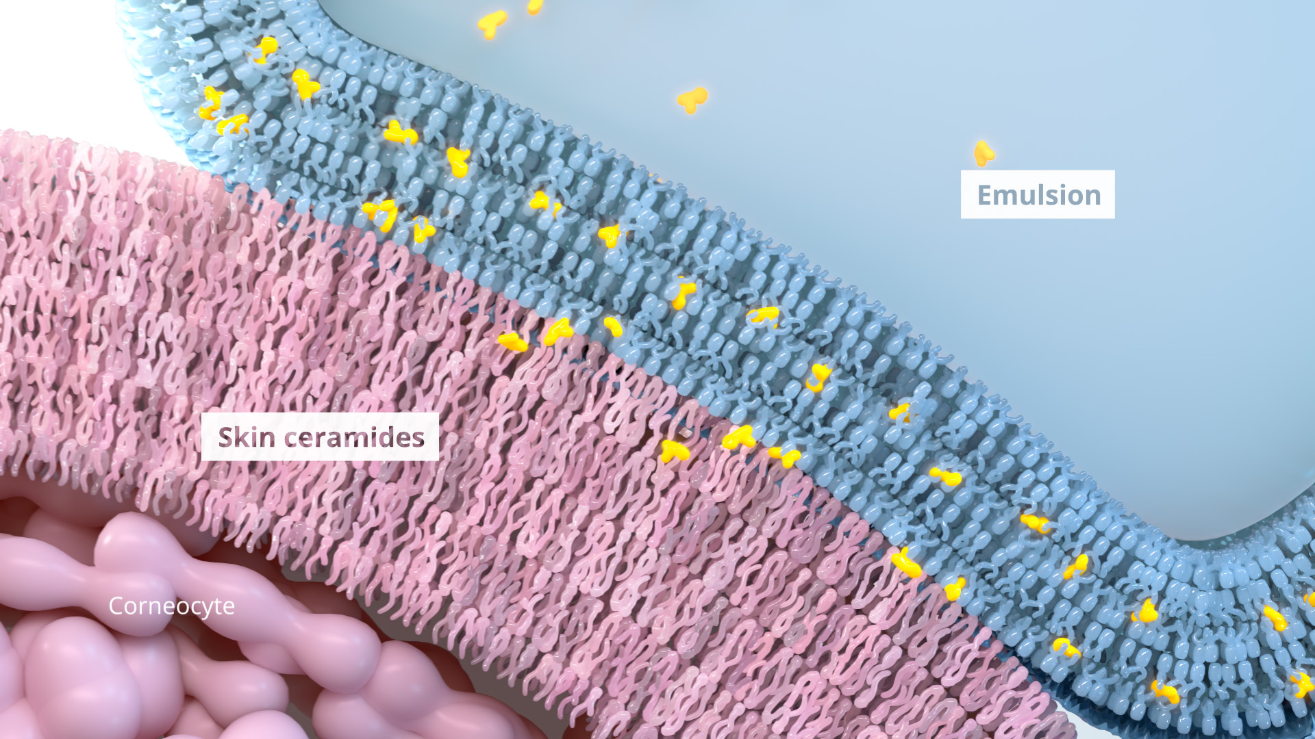 Plaque Psoriasis Drug MOA Animation - AXS Studio