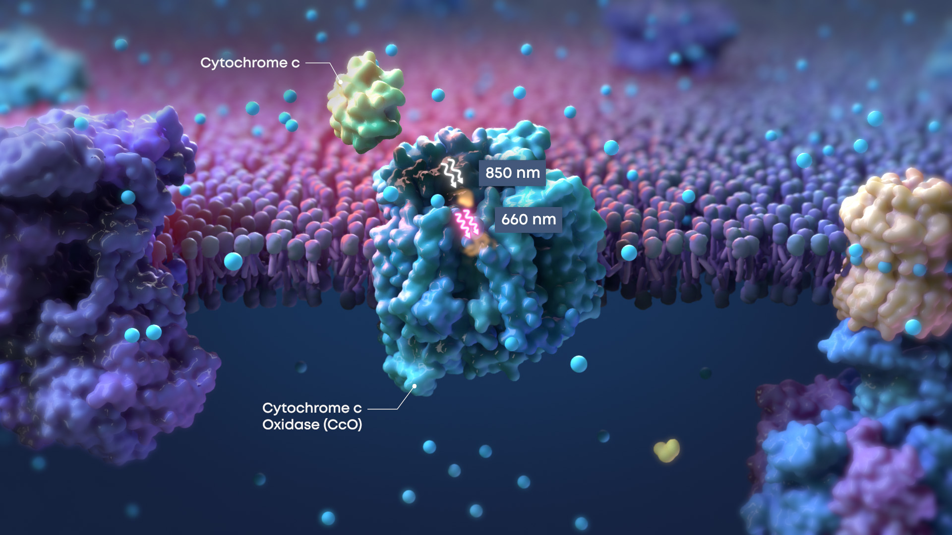 Photobiomodulation Therapy for AMD - Scientific Animation