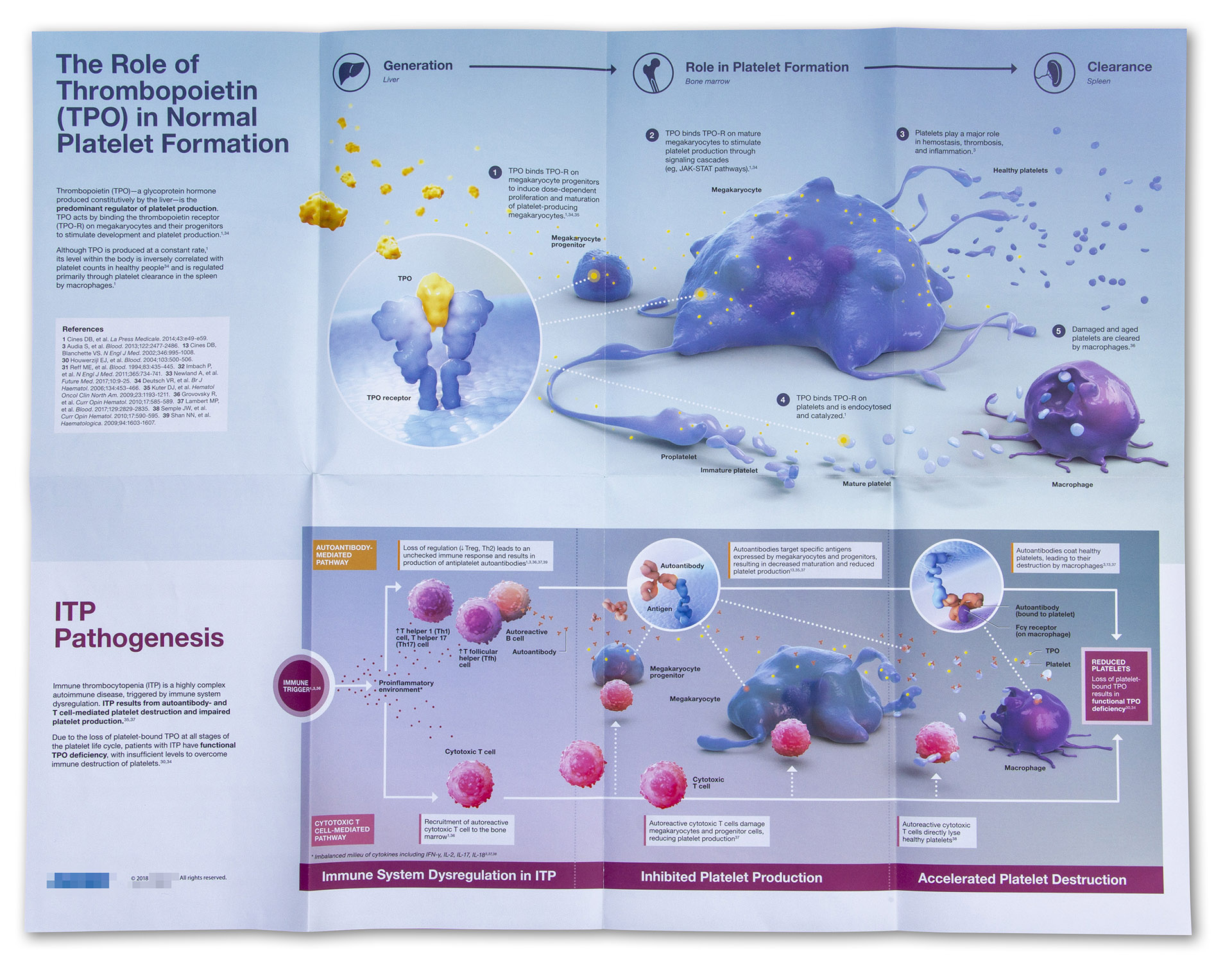 Autoimmune Disease Medical Illustration - AXS Studio