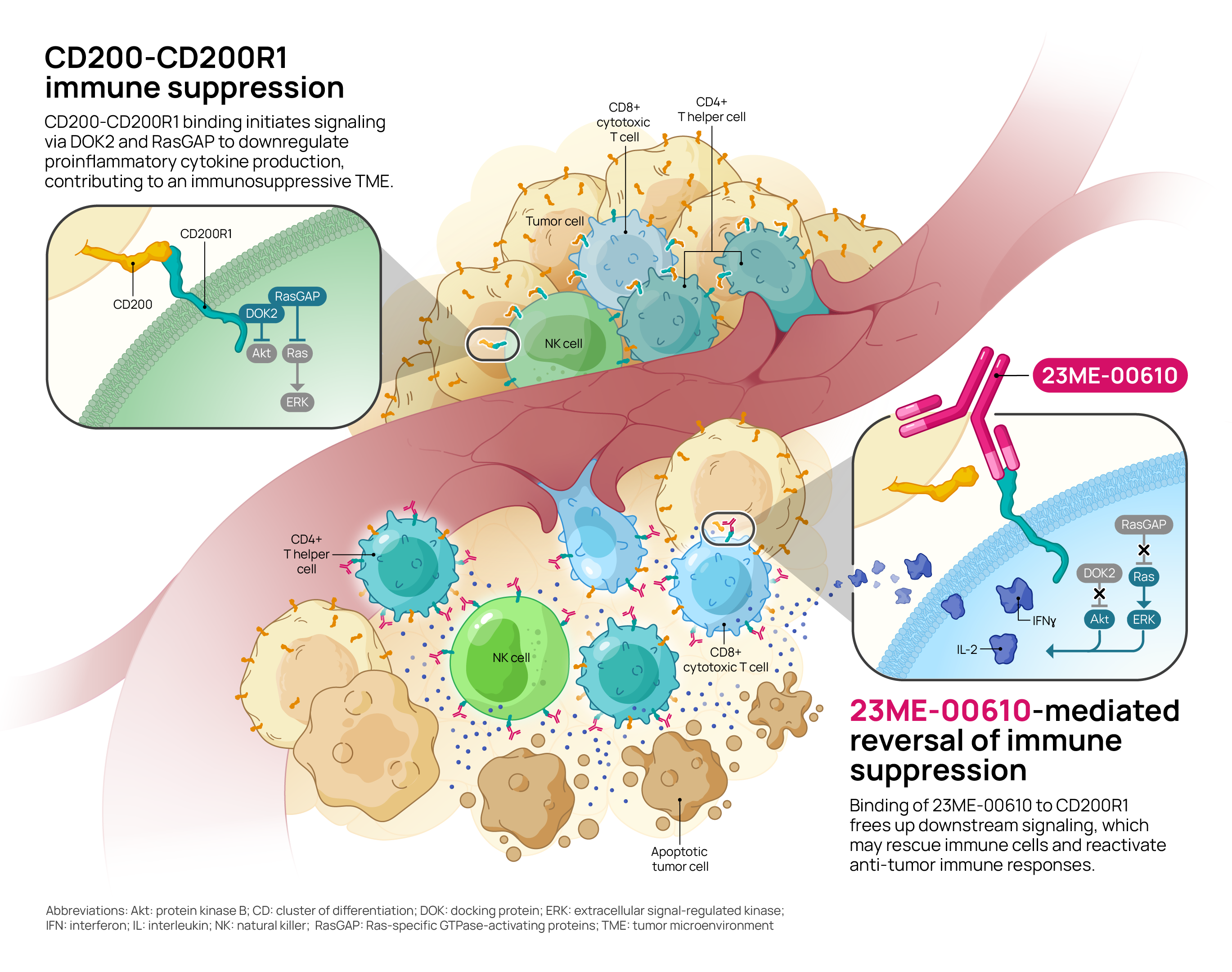 Scientific illustration: Cancer Immunotherapy MOA - AXS Studio